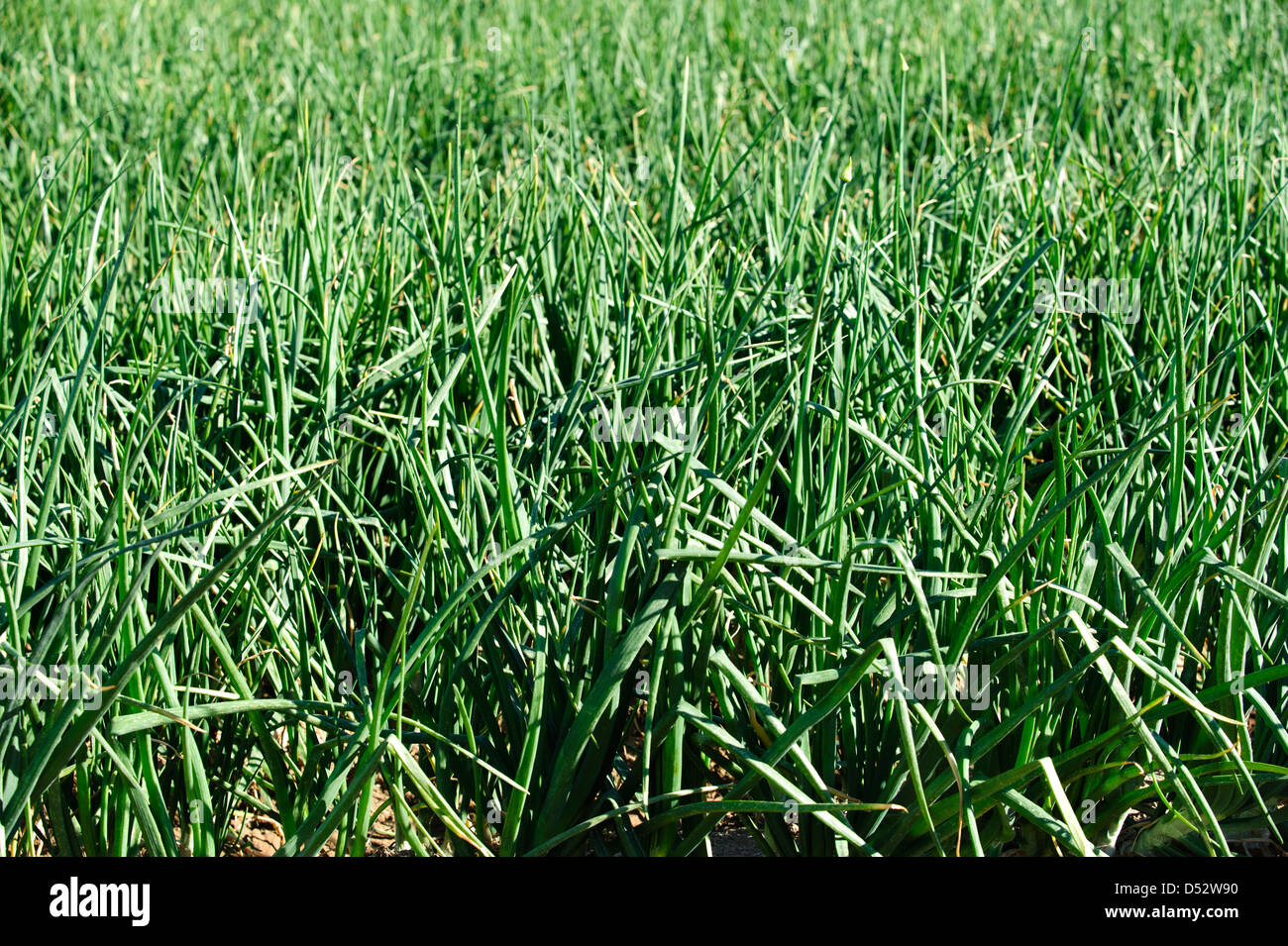 Organic onion field hi-res stock photography and images - Alamy