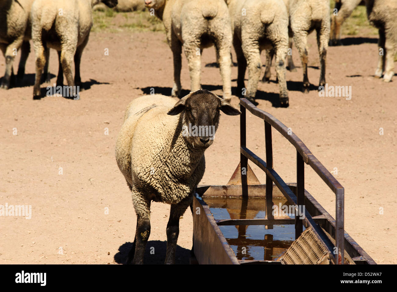 Sheep watering hi-res stock photography and images - Alamy