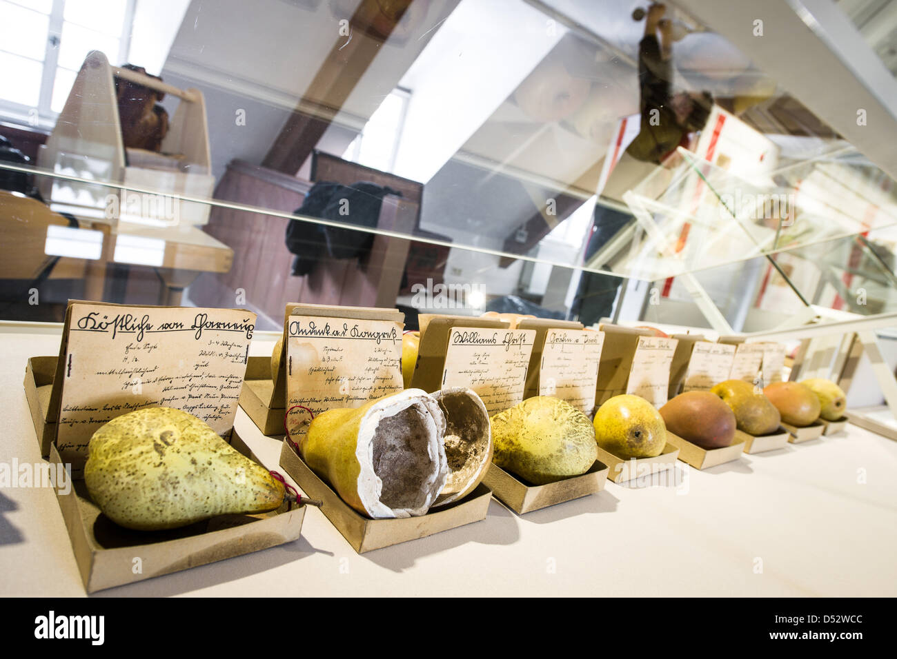 Historic fruit plaster replica that served for educational purposes ...