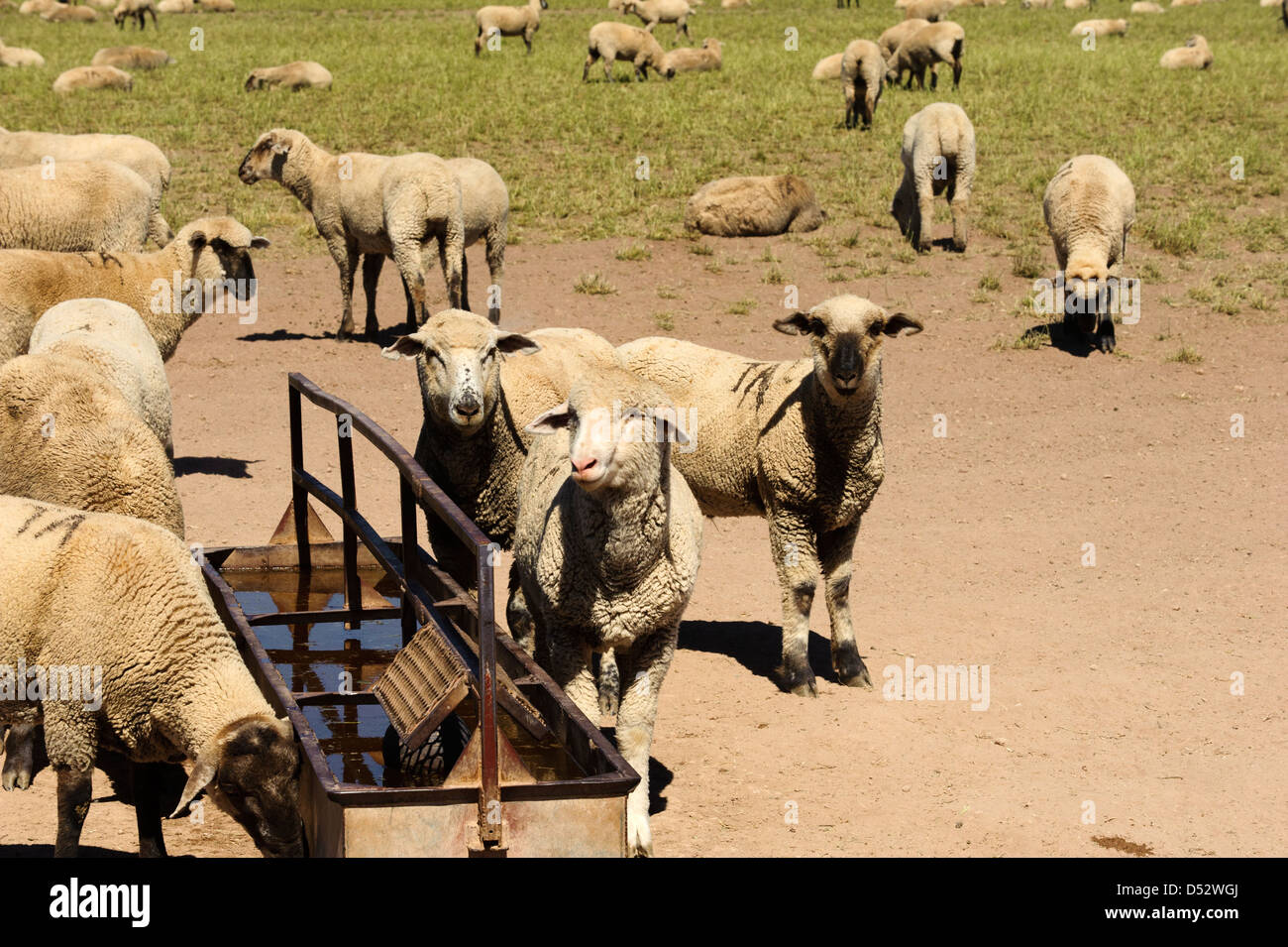 Sheep Watering Stock Photos & Sheep Watering Stock Images - Alamy