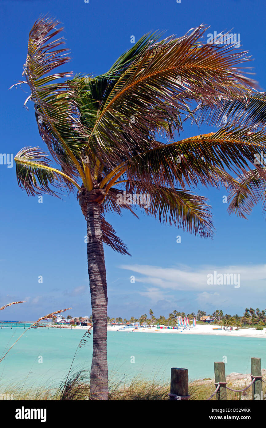 Caribbean, Bahamas, Castaway Cay. Palm Tree of Castaway Cay Stock Photo ...