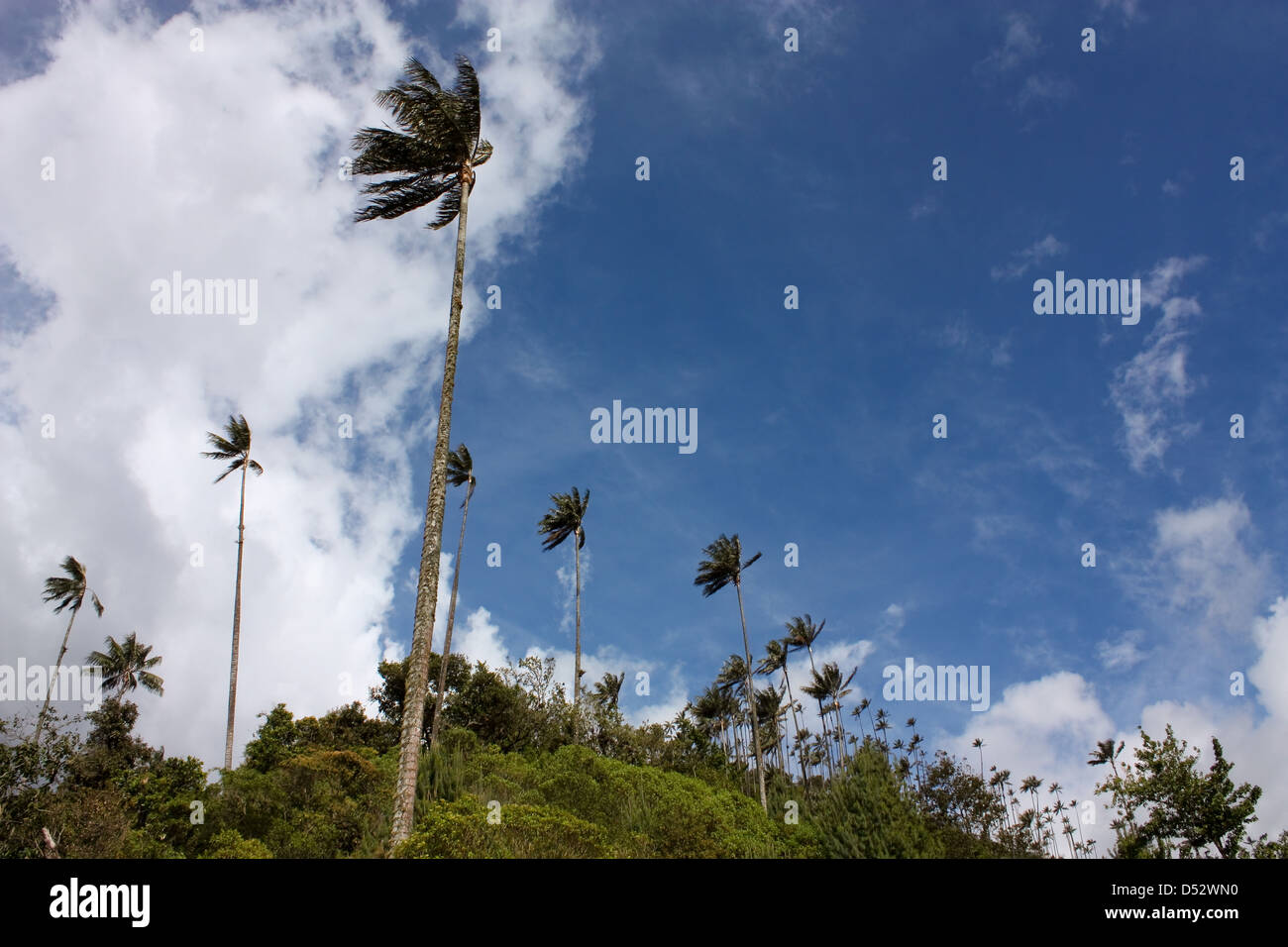 Quindío wax palm colombia central andes hi-res stock photography and ...