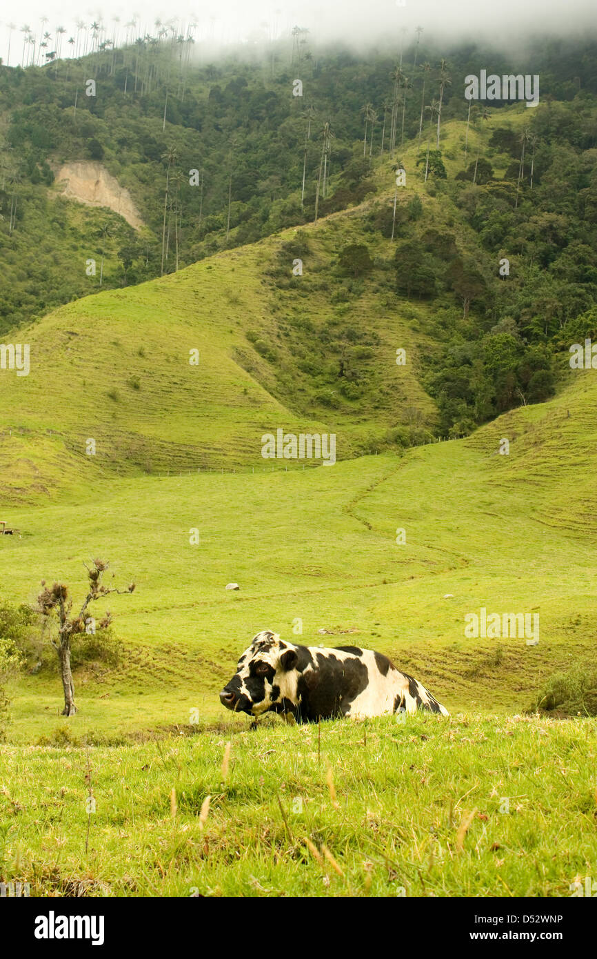 Cows grazing in the valley of Cocora, Central Cordillera, Andean ...