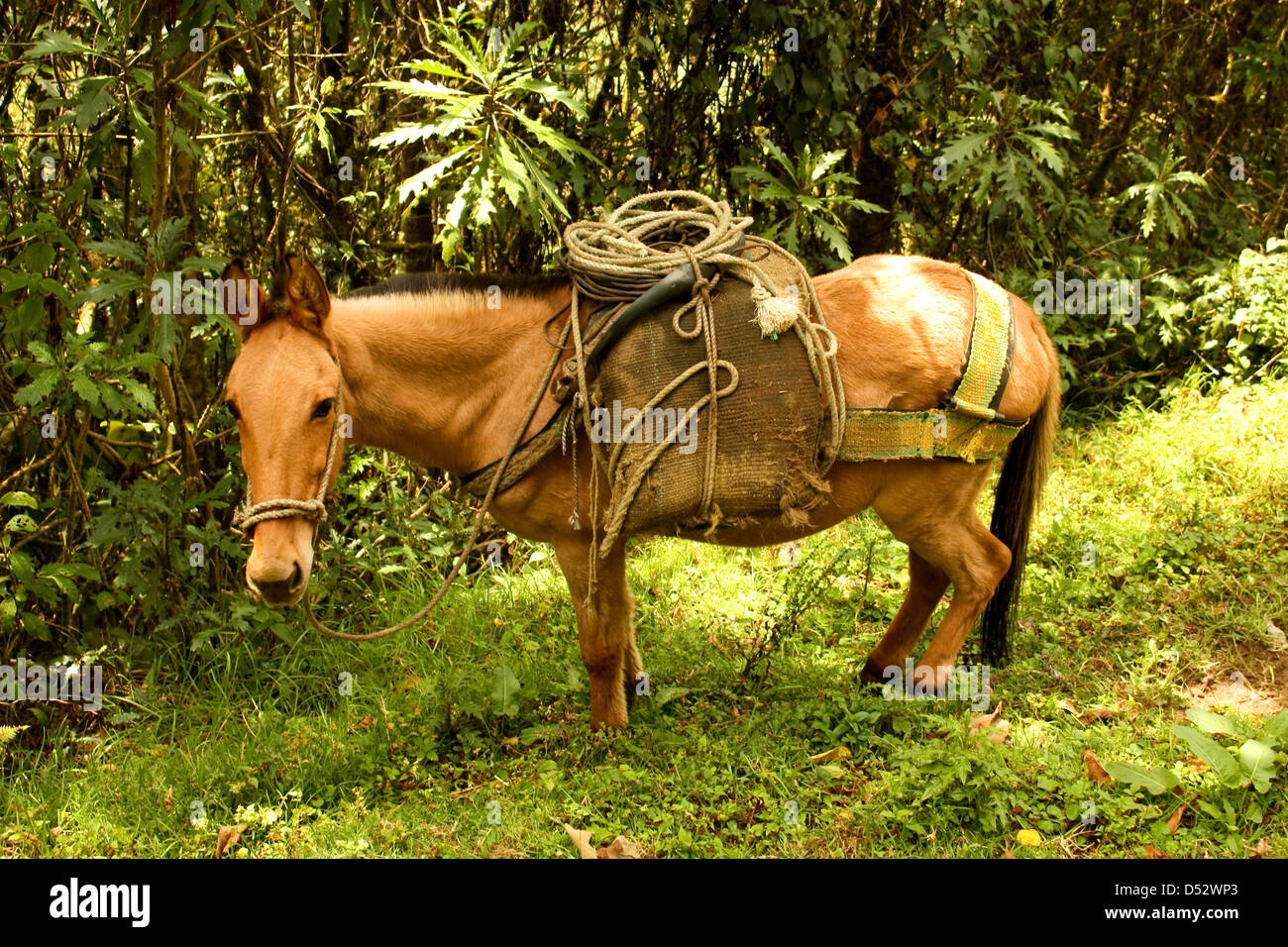 Horse in Cocora valley. Andean Colombia Stock Photo - Alamy