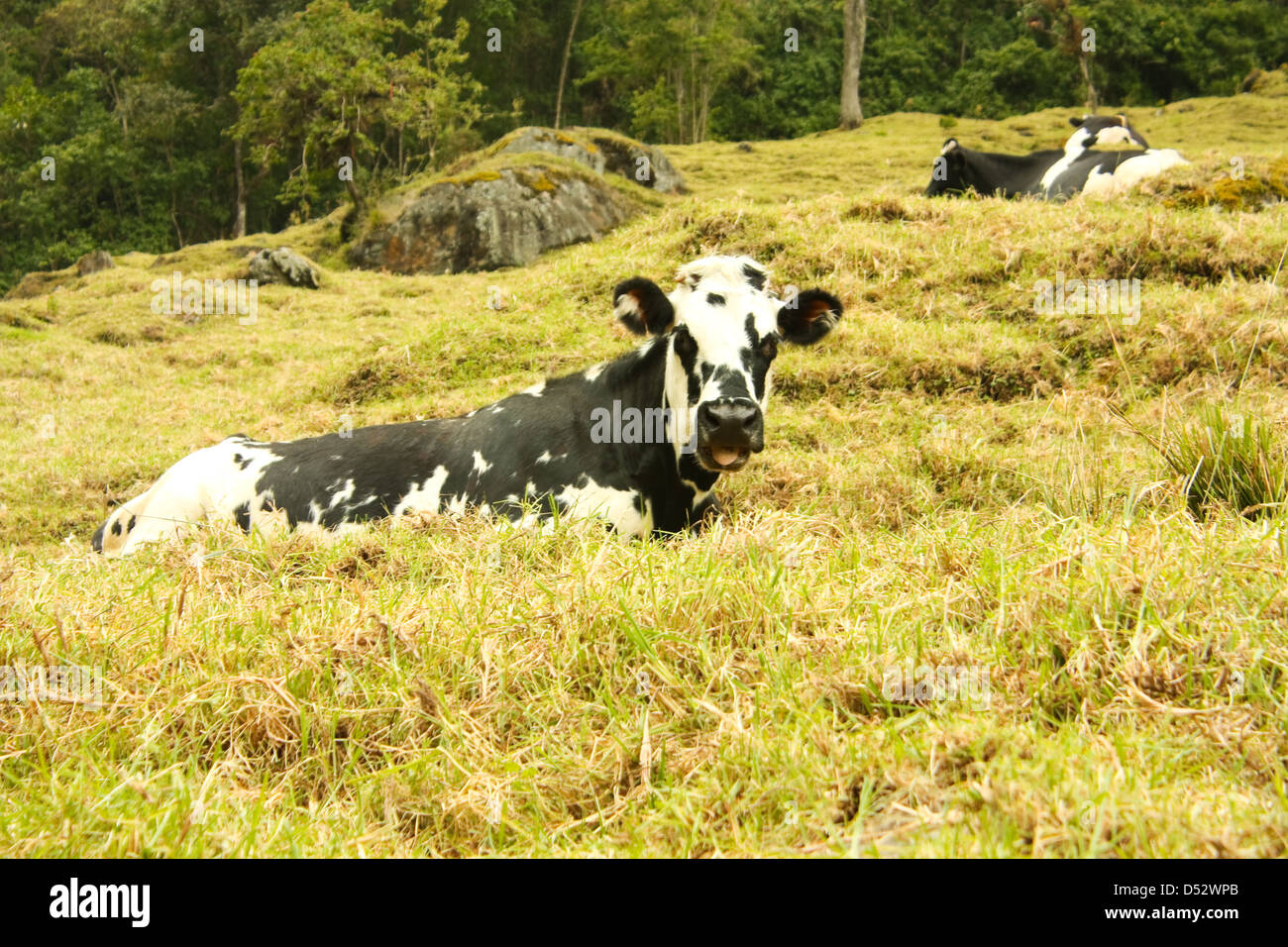 Cows grazing. Central valley of Colombia Stock Photo - Alamy