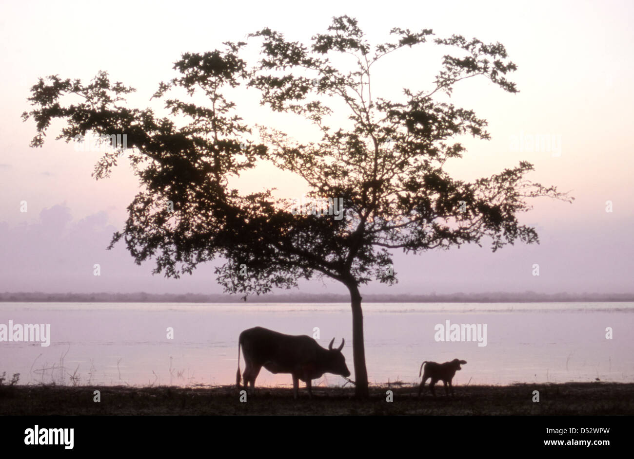 Belize cattle hi-res stock photography and images - Alamy