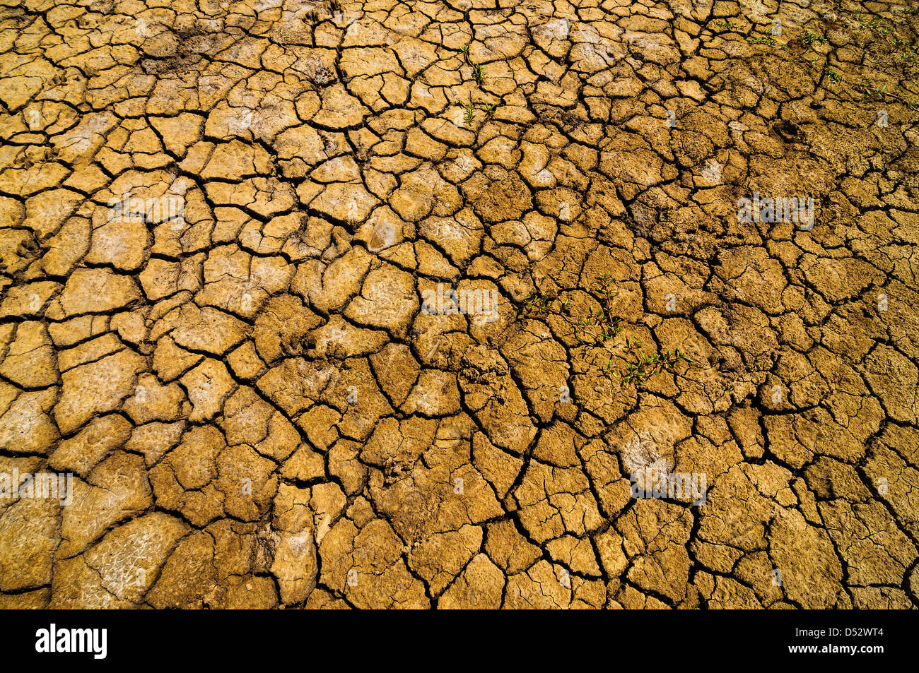 Cracked parched earth in a desert in La Guajira, Colombia Stock Photo ...