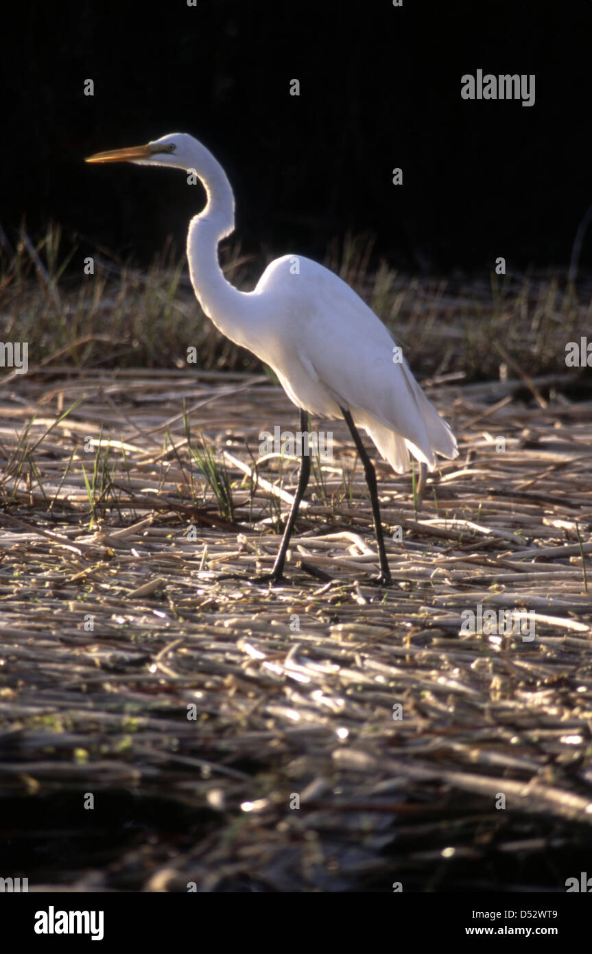 A great Egret at Crooked Tree Lagoon Belize Stock Photo - Alamy