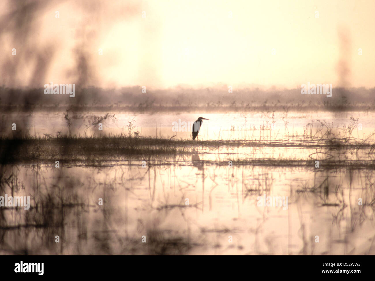 Crooked tree wildlife sanctuary belize hi-res stock photography and ...
