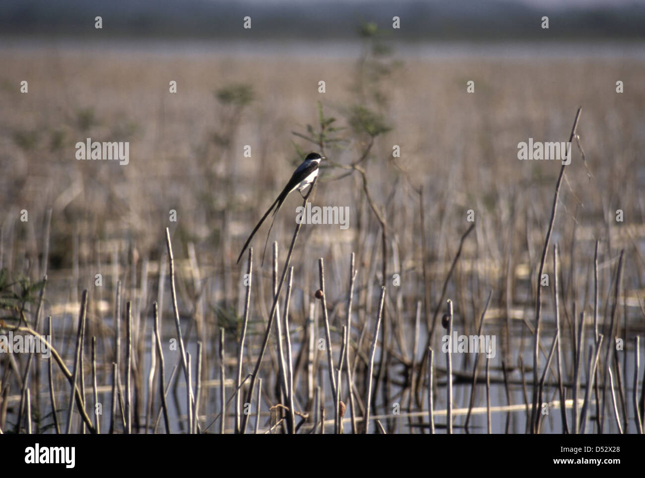 A fork tailed flycatcher on the Crooked Tree lagoon, Belize Stock Photo ...