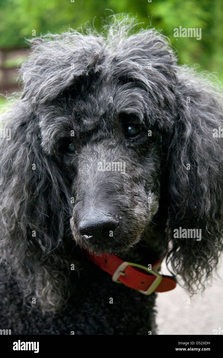 Poodle nose hi-res stock photography and images - Alamy