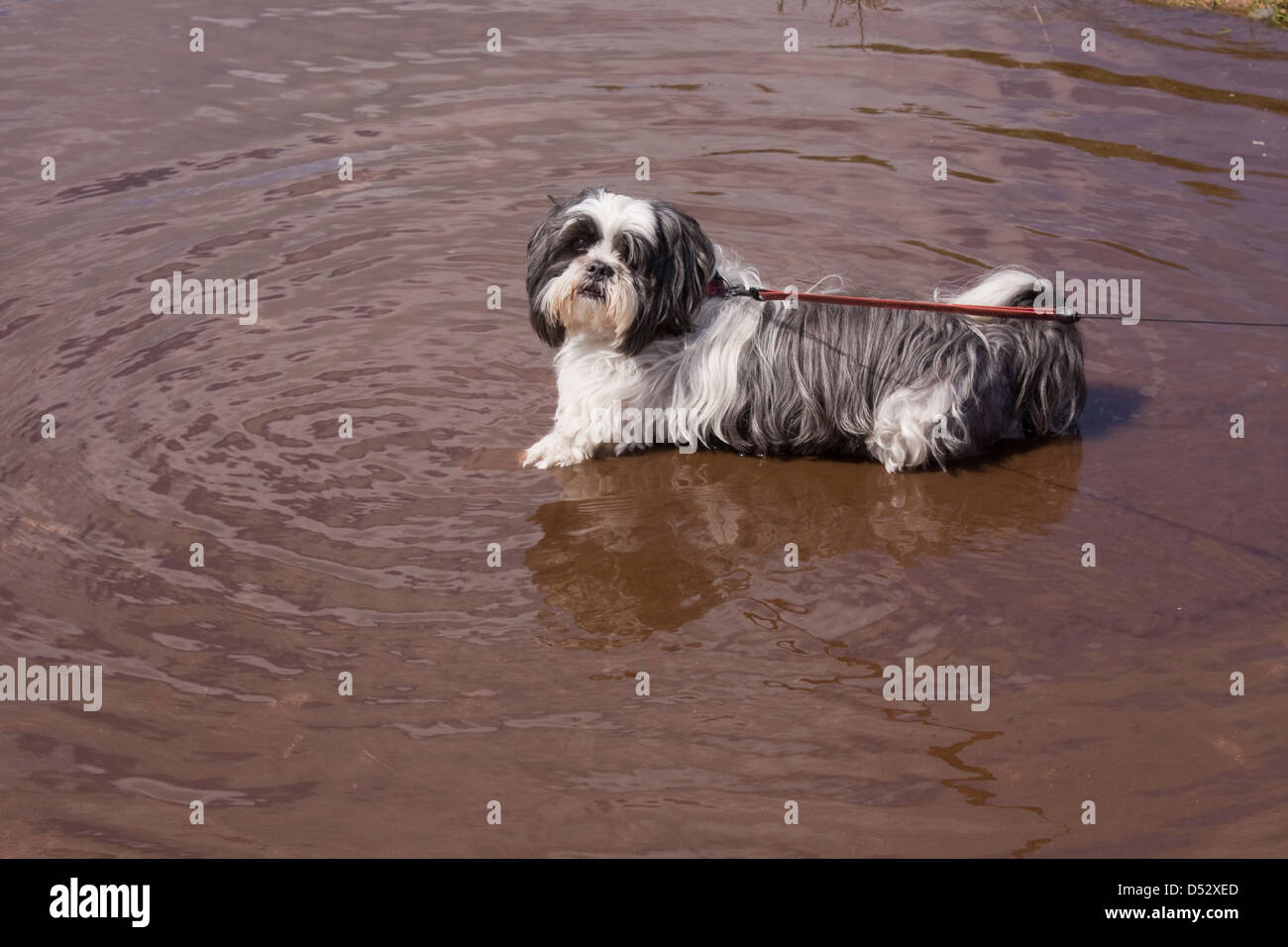 Dog cooling off in a stream Stock Photo - Alamy