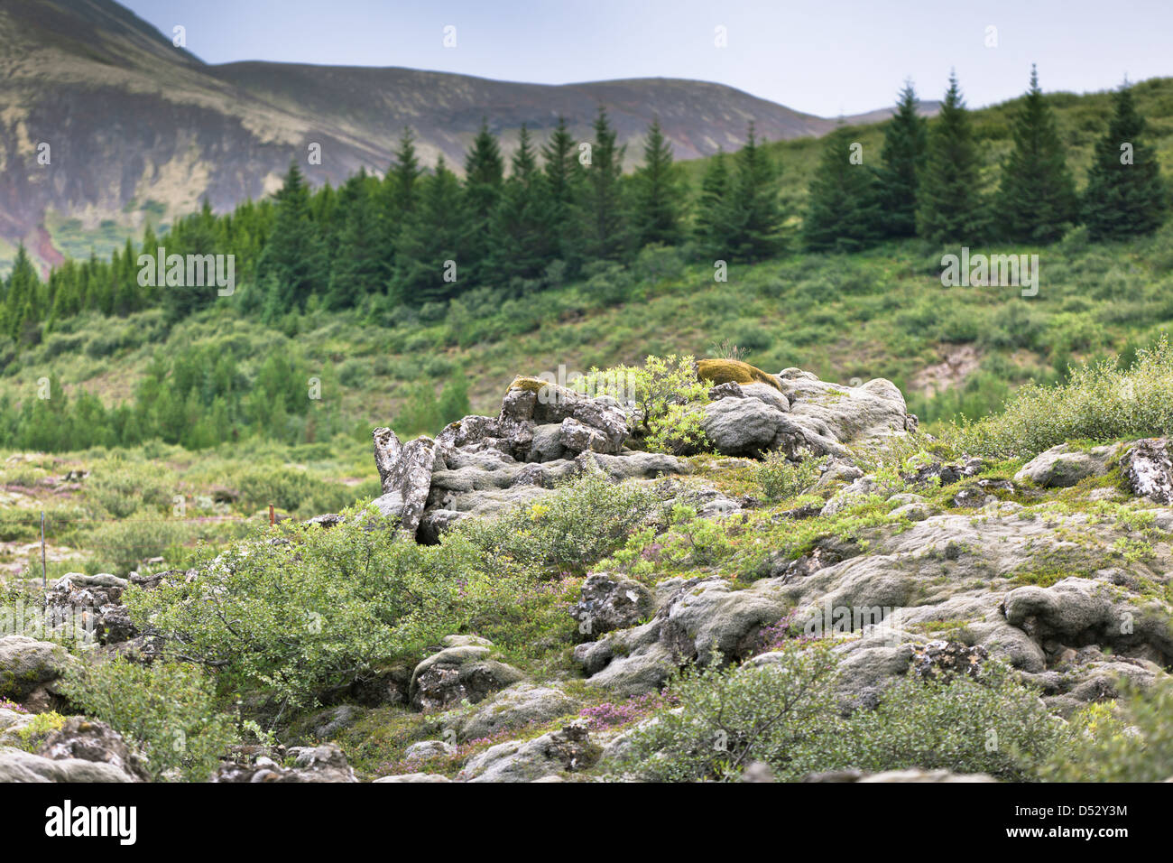 Blooming moss and small nordic trees growing on lava and stone fields ...