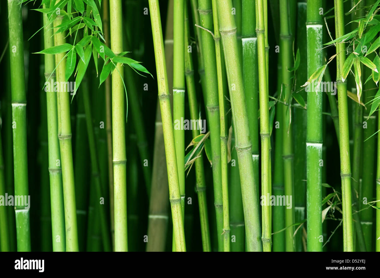Bamboo grove botanical garden hi-res stock photography and images - Alamy