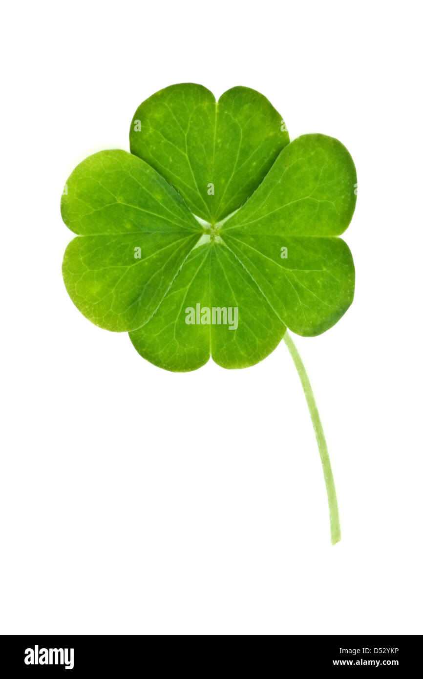 green clover isolated on white Stock Photo - Alamy