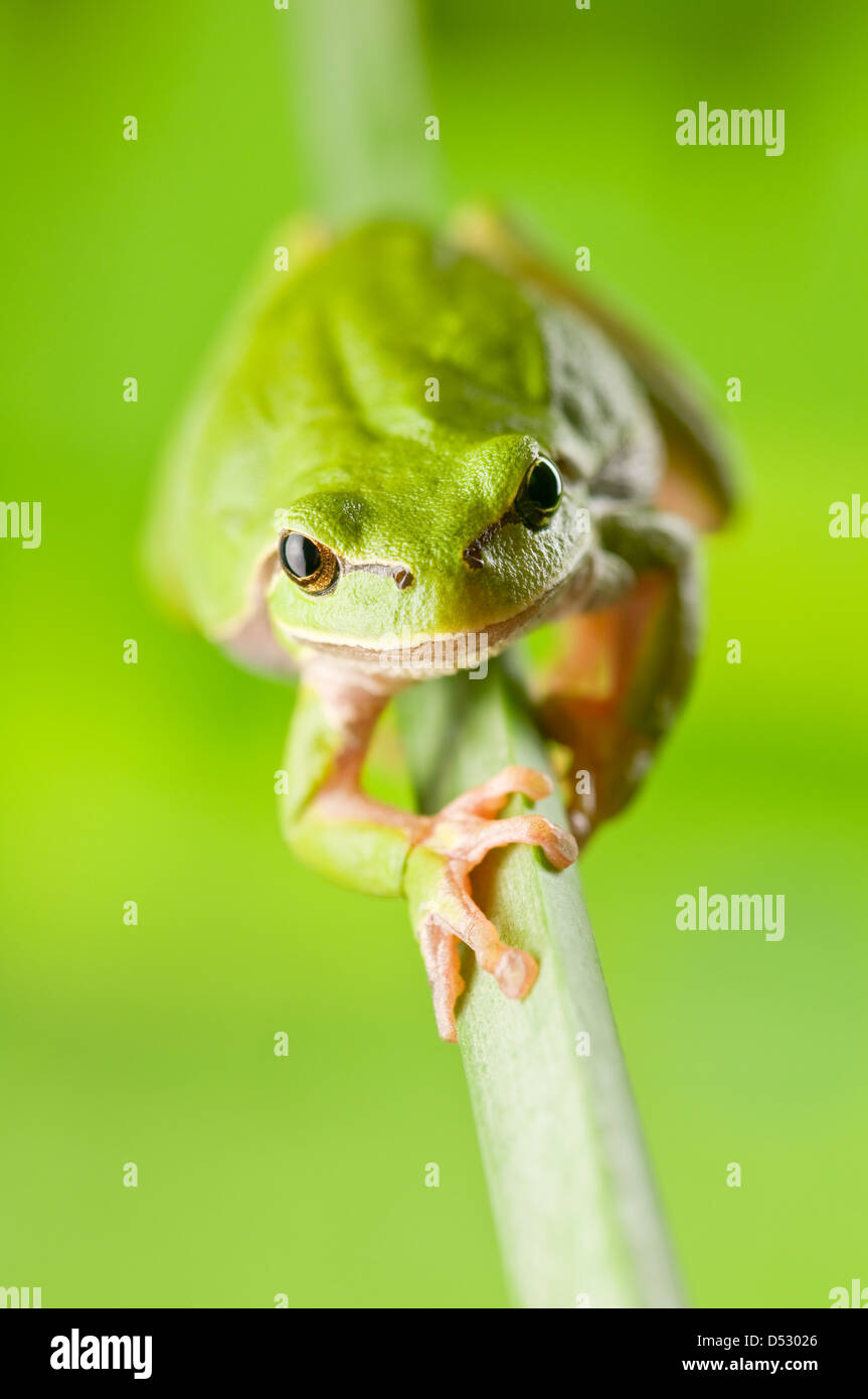 tree frog on grass stem closeup Stock Photo - Alamy