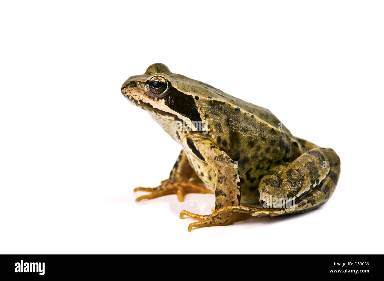 frog isolated on white background Stock Photo - Alamy