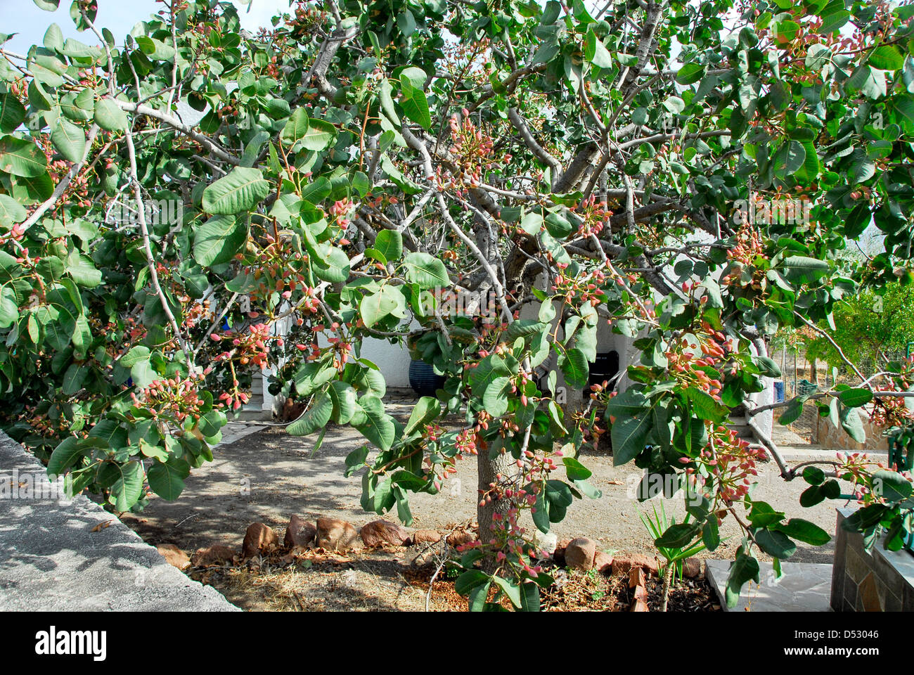 Pistachio tree on the island of Aegina in Greece Stock Photo - Alamy