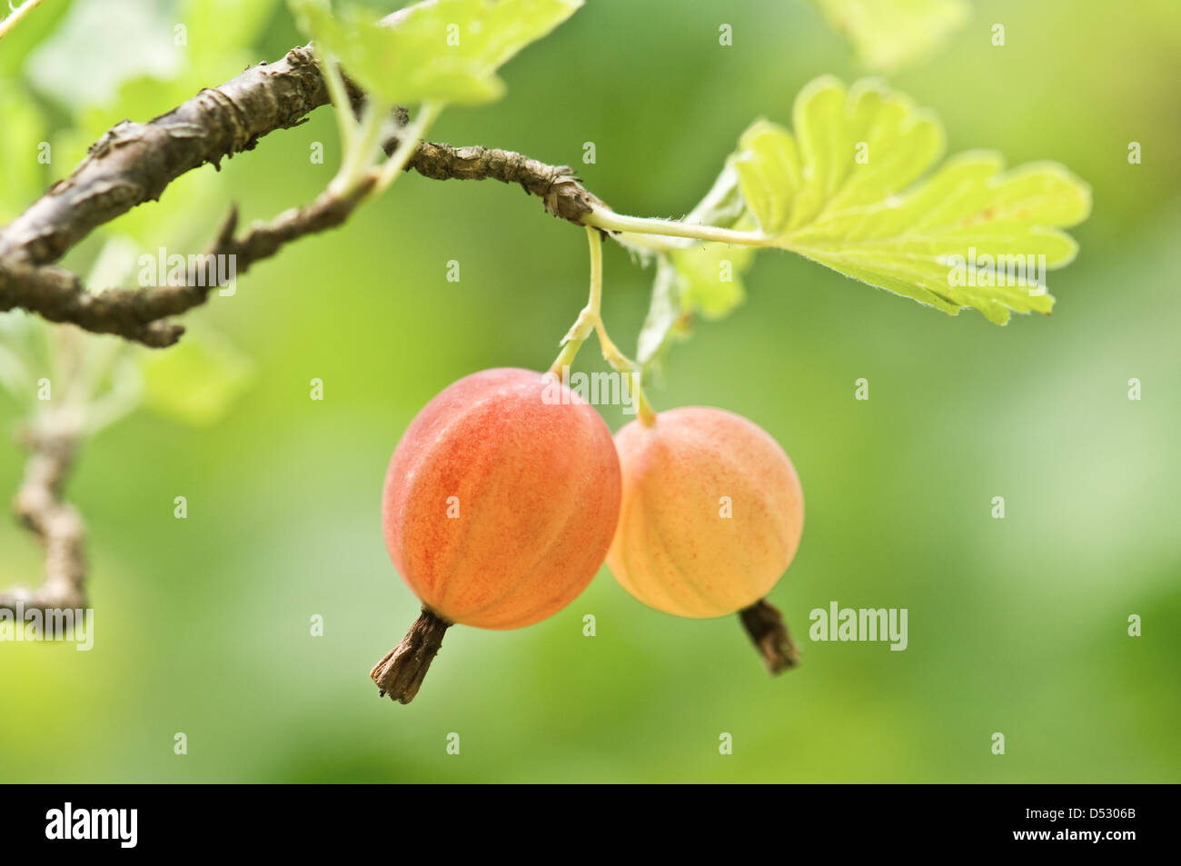 red gooseberry on bush closeup Stock Photo - Alamy