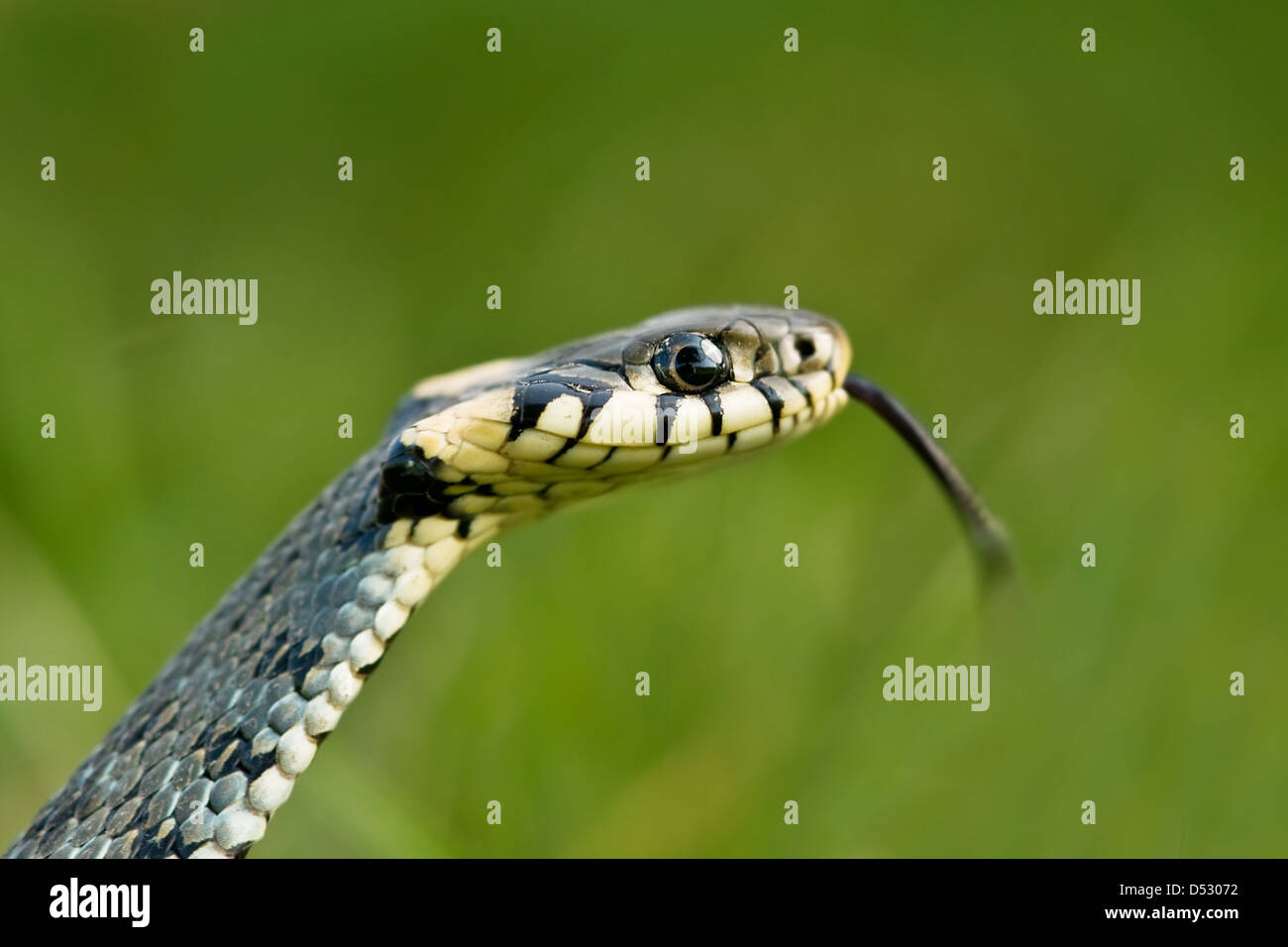 Horned snake hi-res stock photography and images - Alamy