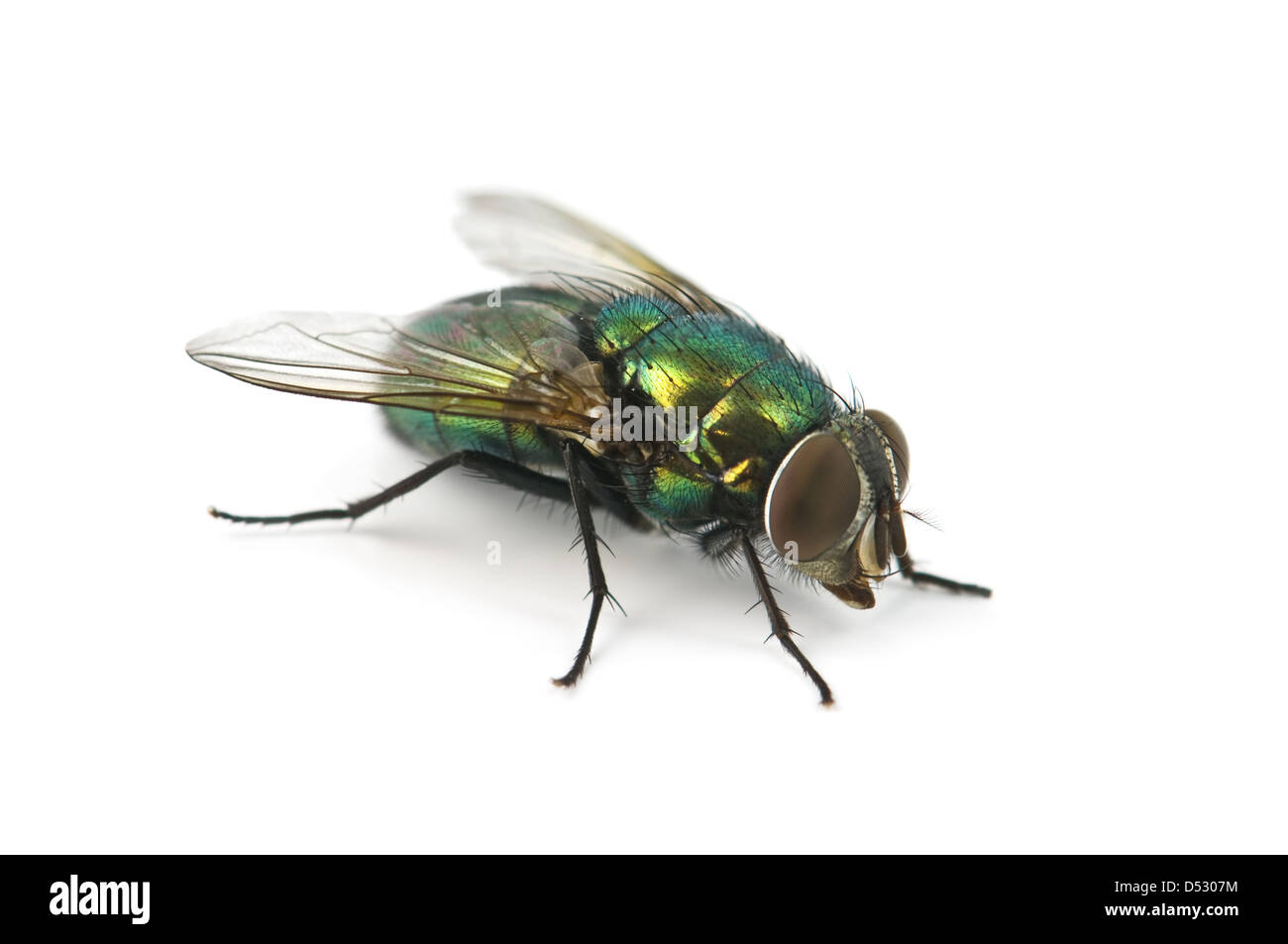 fly isolated on white background Stock Photo - Alamy