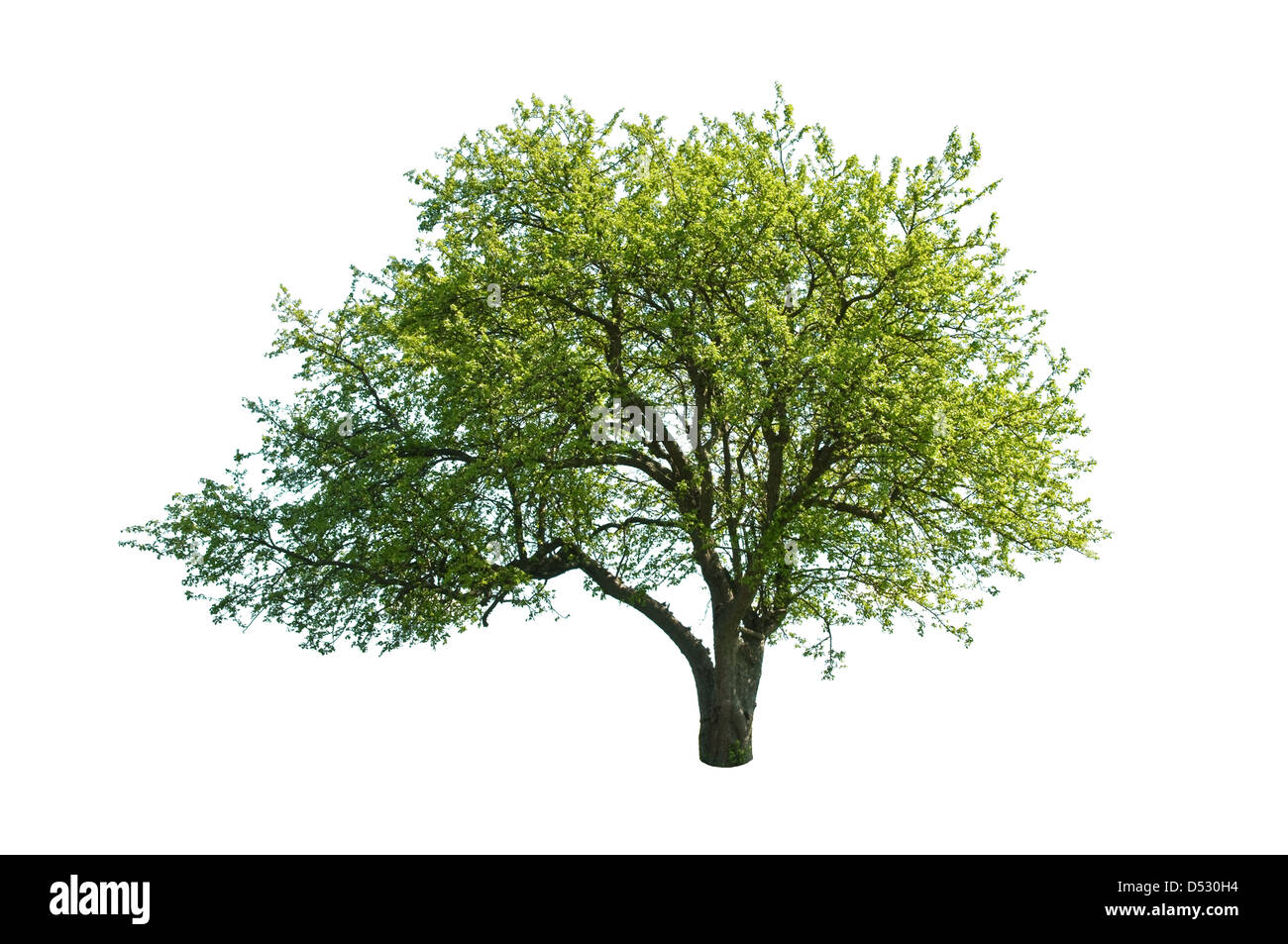 green tree isolated on white Stock Photo - Alamy