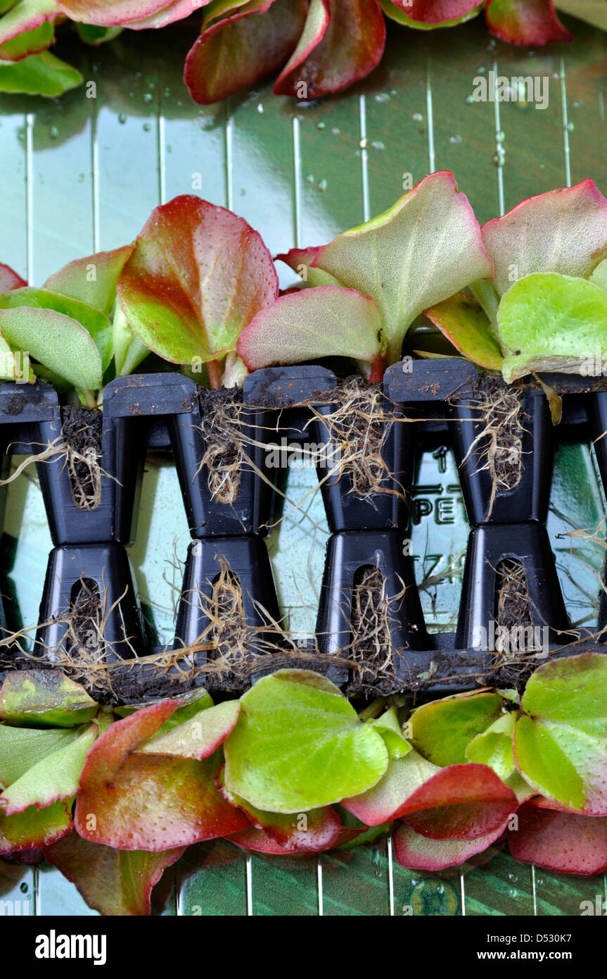 Close-up of Begonia semperflorens 'Lotto Mixed' plug plants ready to re ...
