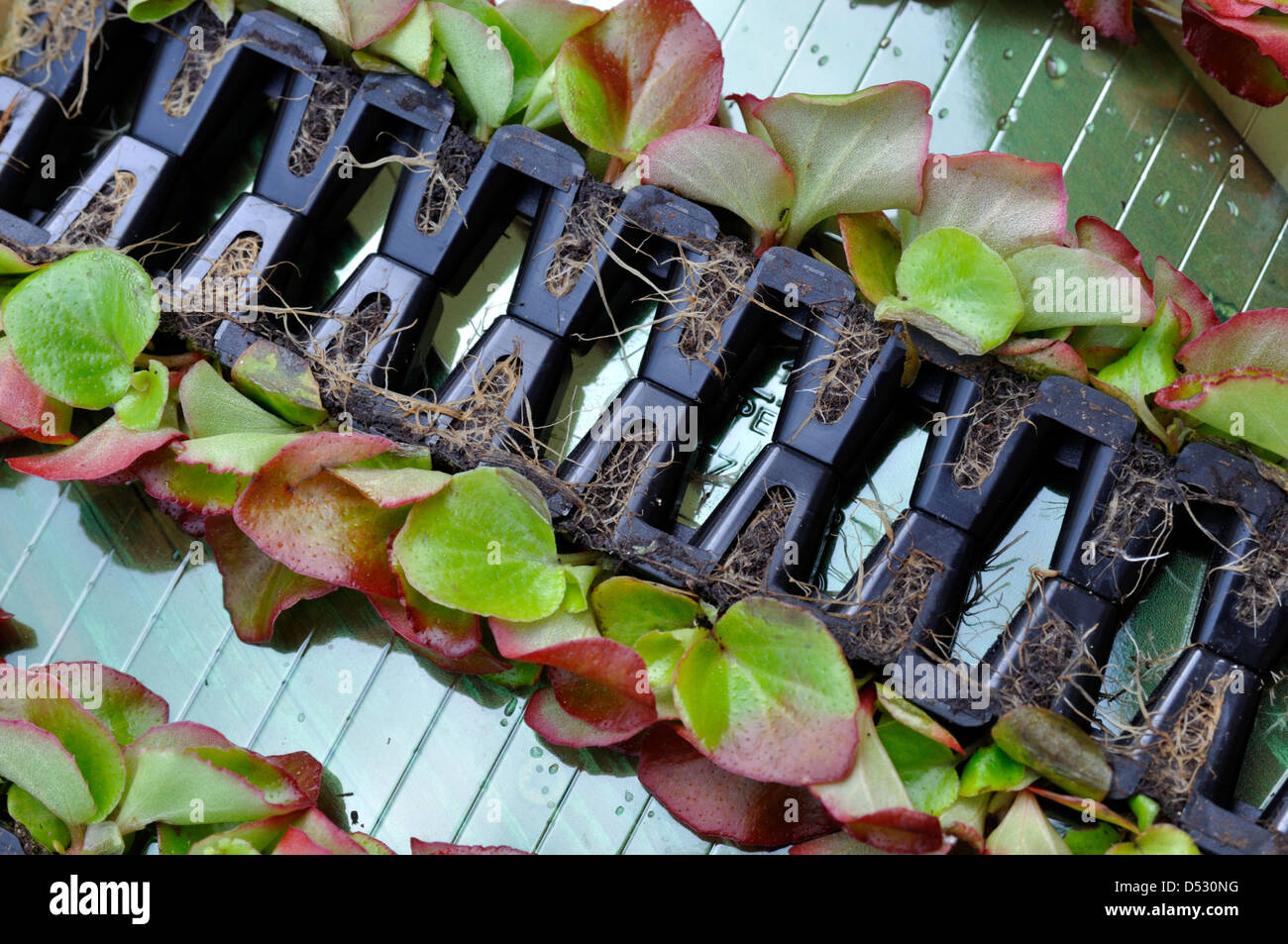 Close-up of Begonia semperflorens 'Lotto Mixed' plug plants ready to re ...