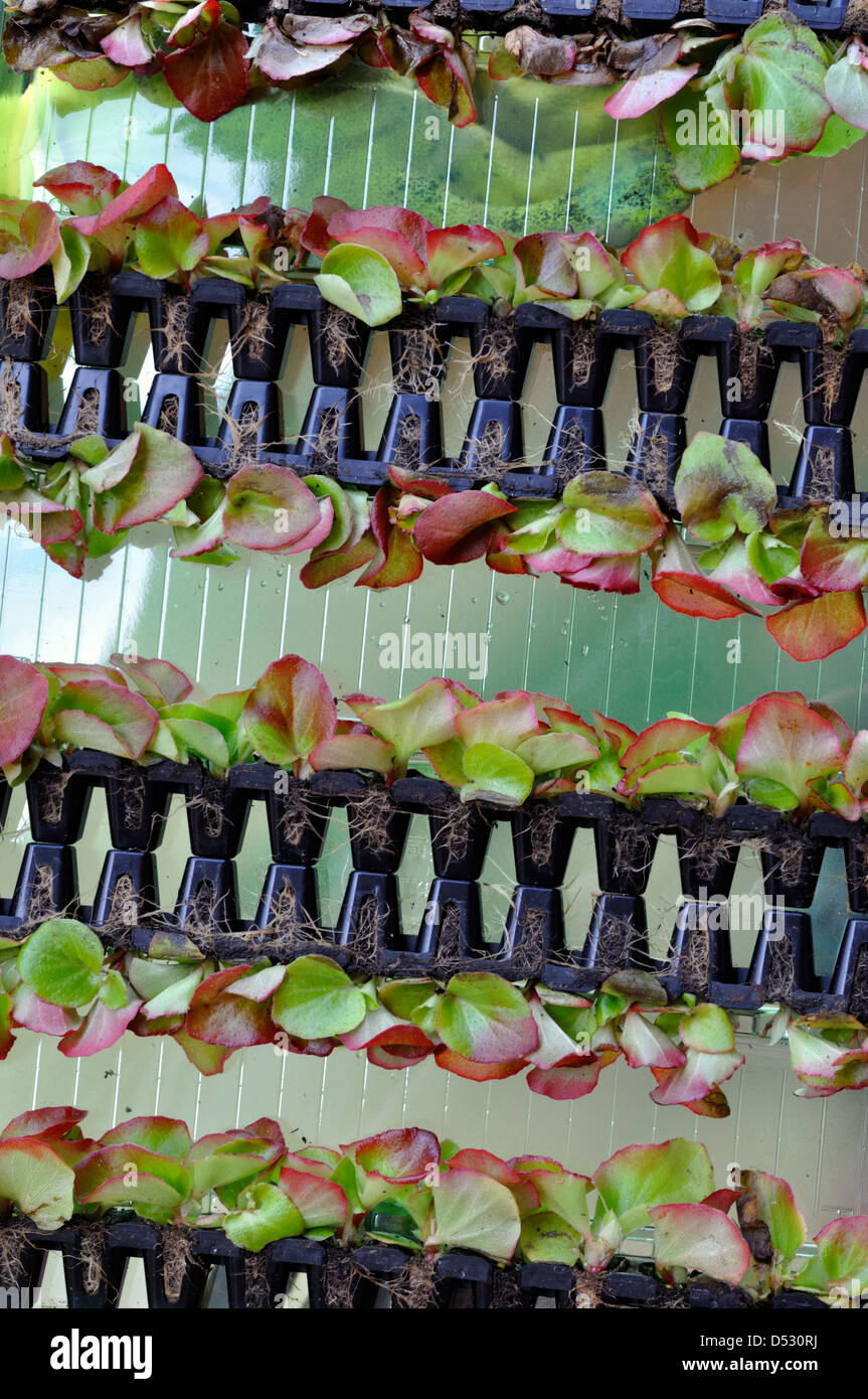 Begonia semperflorens 'Lotto Mixed' plug plants ready to re-pot Stock ...