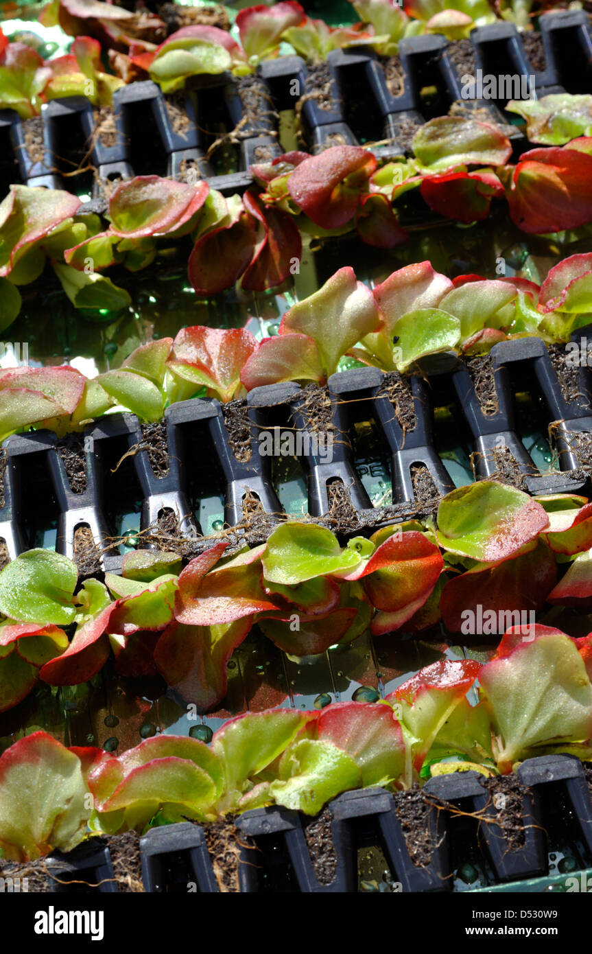 Close-up of Begonia semperflorens 'Lotto Mixed' plug plants ready to re ...
