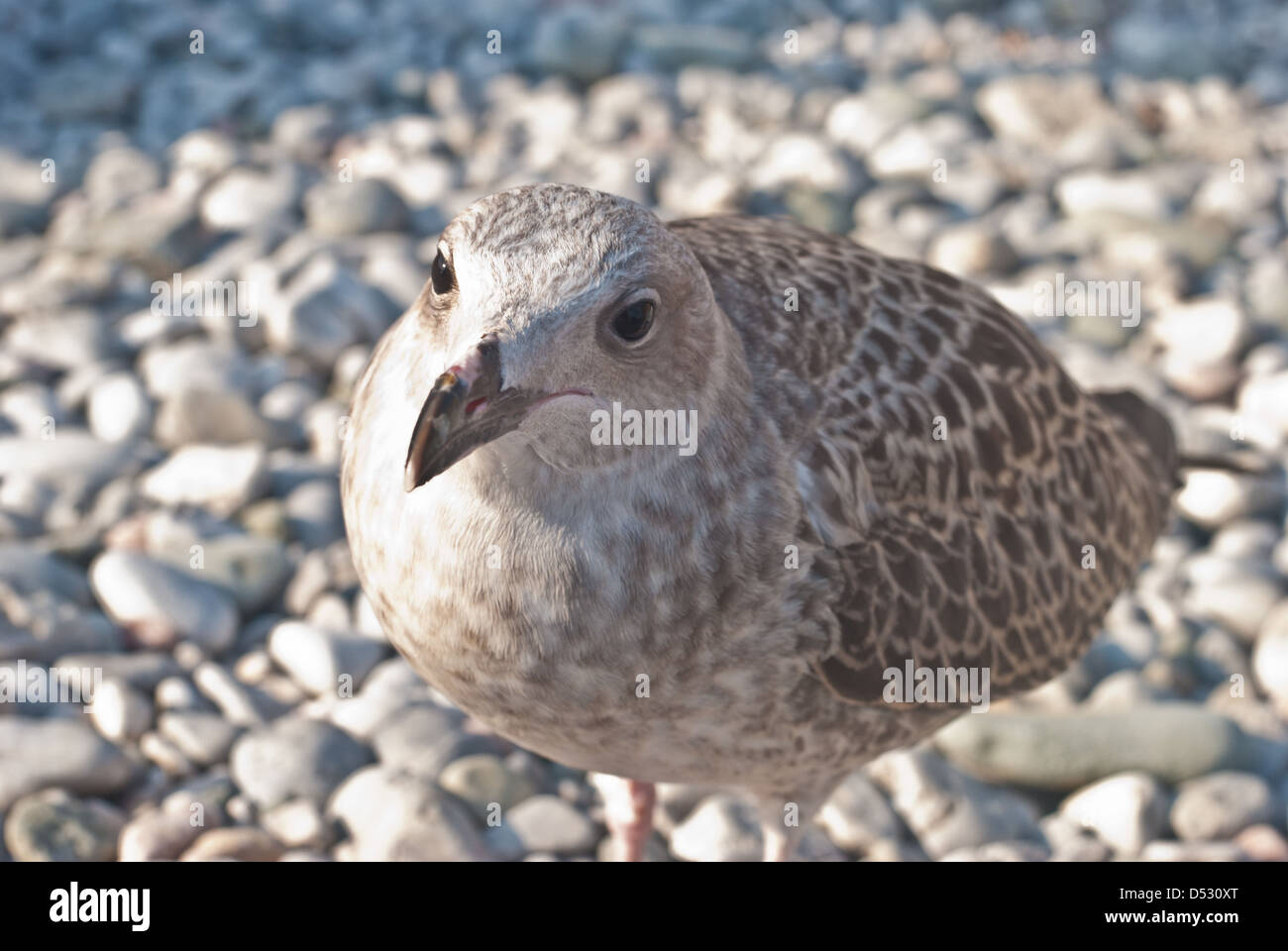 Sea Gull perched against nice background Stock Photo - Alamy