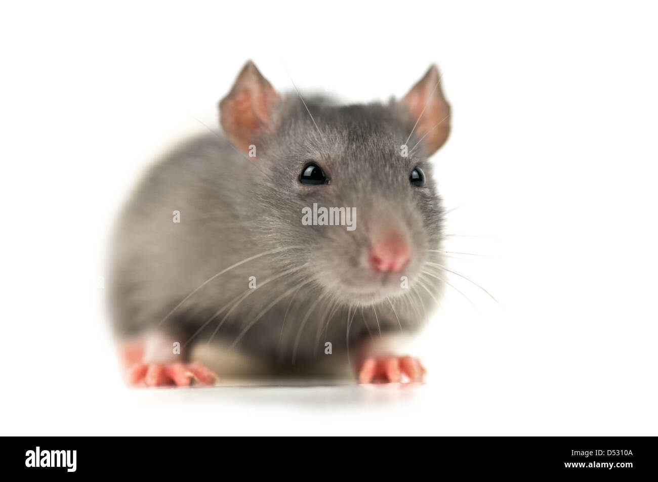 Grey rat hi-res stock photography and images - Alamy
