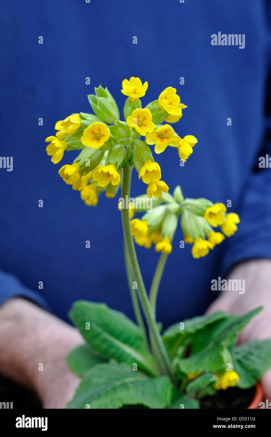 Common cowslip primula veris hi-res stock photography and images - Alamy
