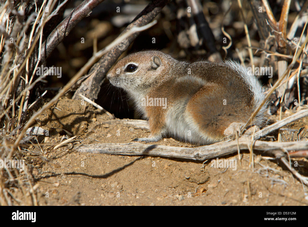 White-tailed Antelope Squirrel (Ammospermophilus leucurus) under a bush ...