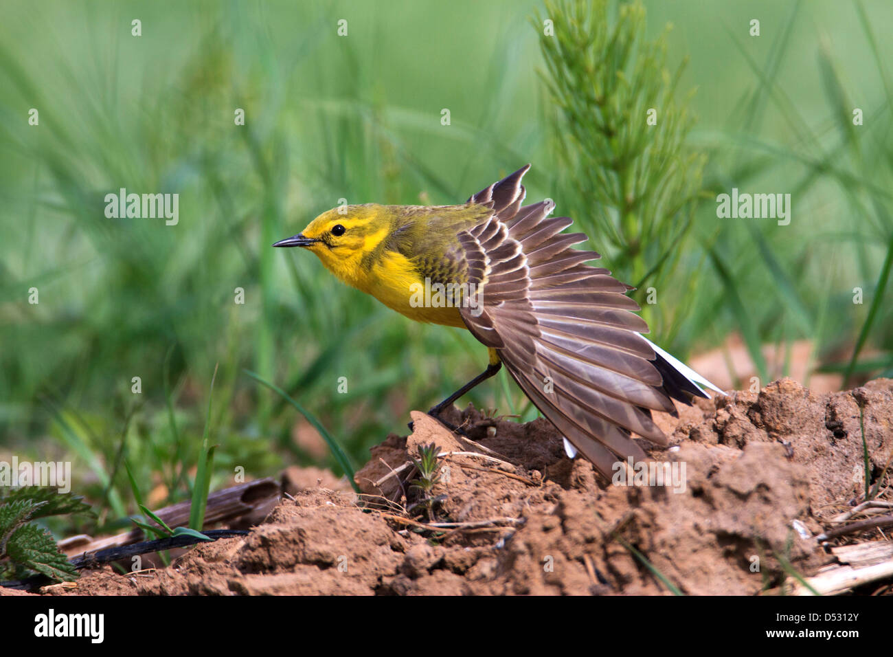 Yellow Wagtail (Motacilla flava) wing stretching Stock Photo - Alamy