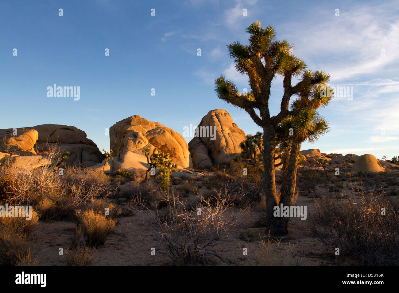 Joshua Tree (Yucca brevifolia) & large granite rock formations in the ...