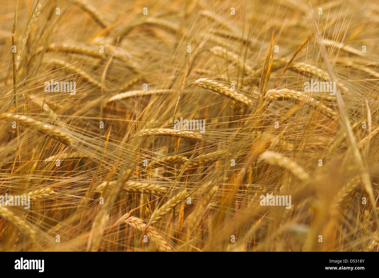 Ripe yellow wheat with stalks by grains Stock Photo - Alamy
