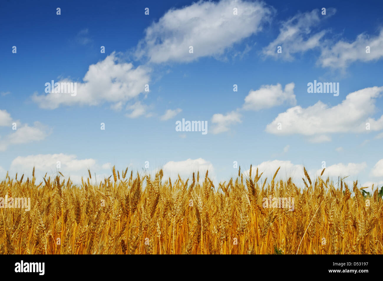 wheat field and blue sky Stock Photo - Alamy