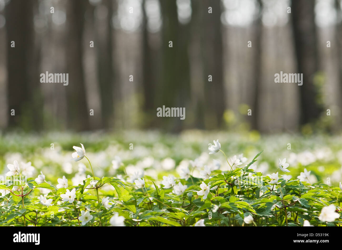 Spring forest with white flowers Stock Photo - Alamy