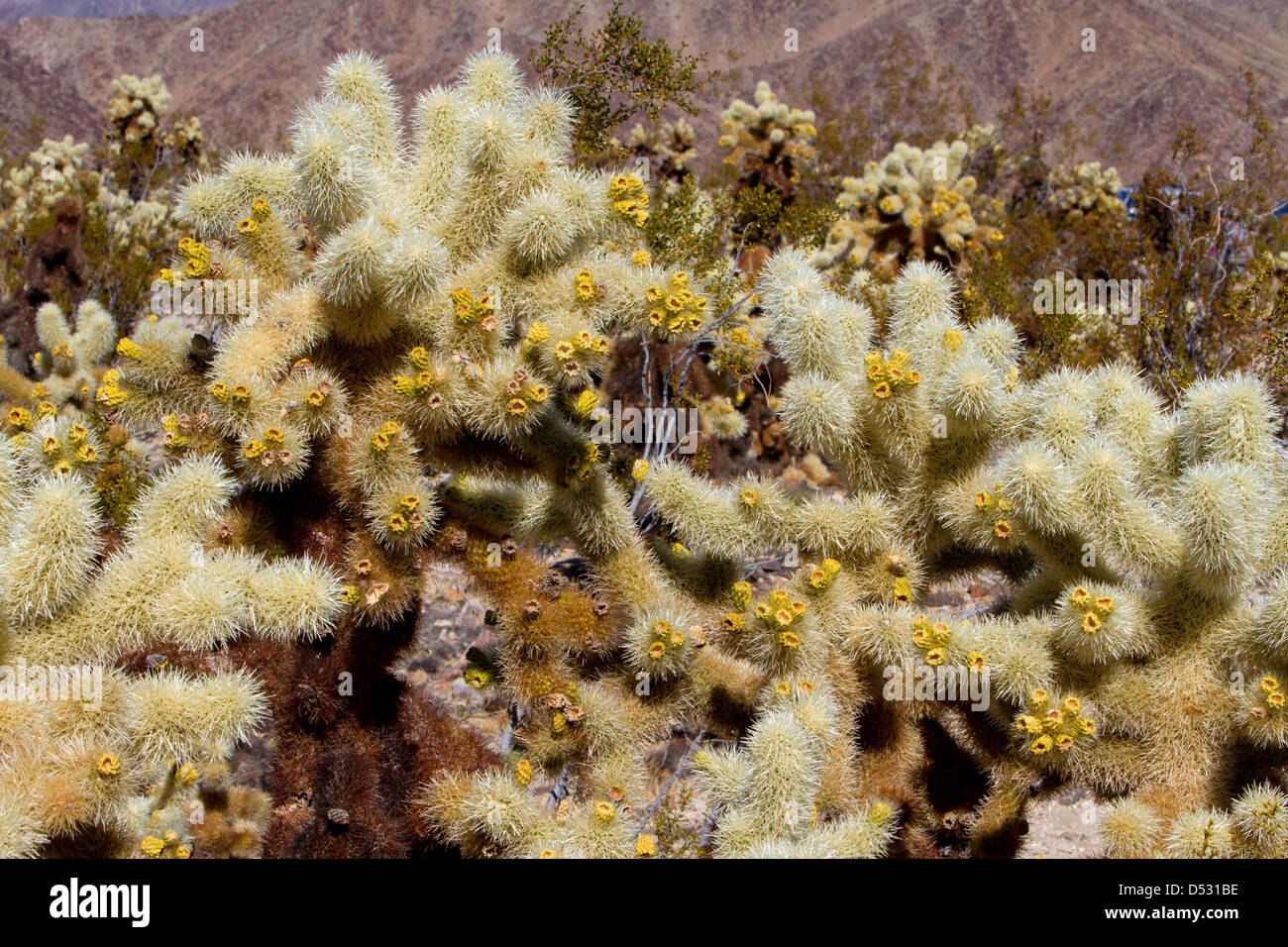 Jumping Cholla Cactus (Cylindropuntia fulgida) plant in the Joshua Tree ...