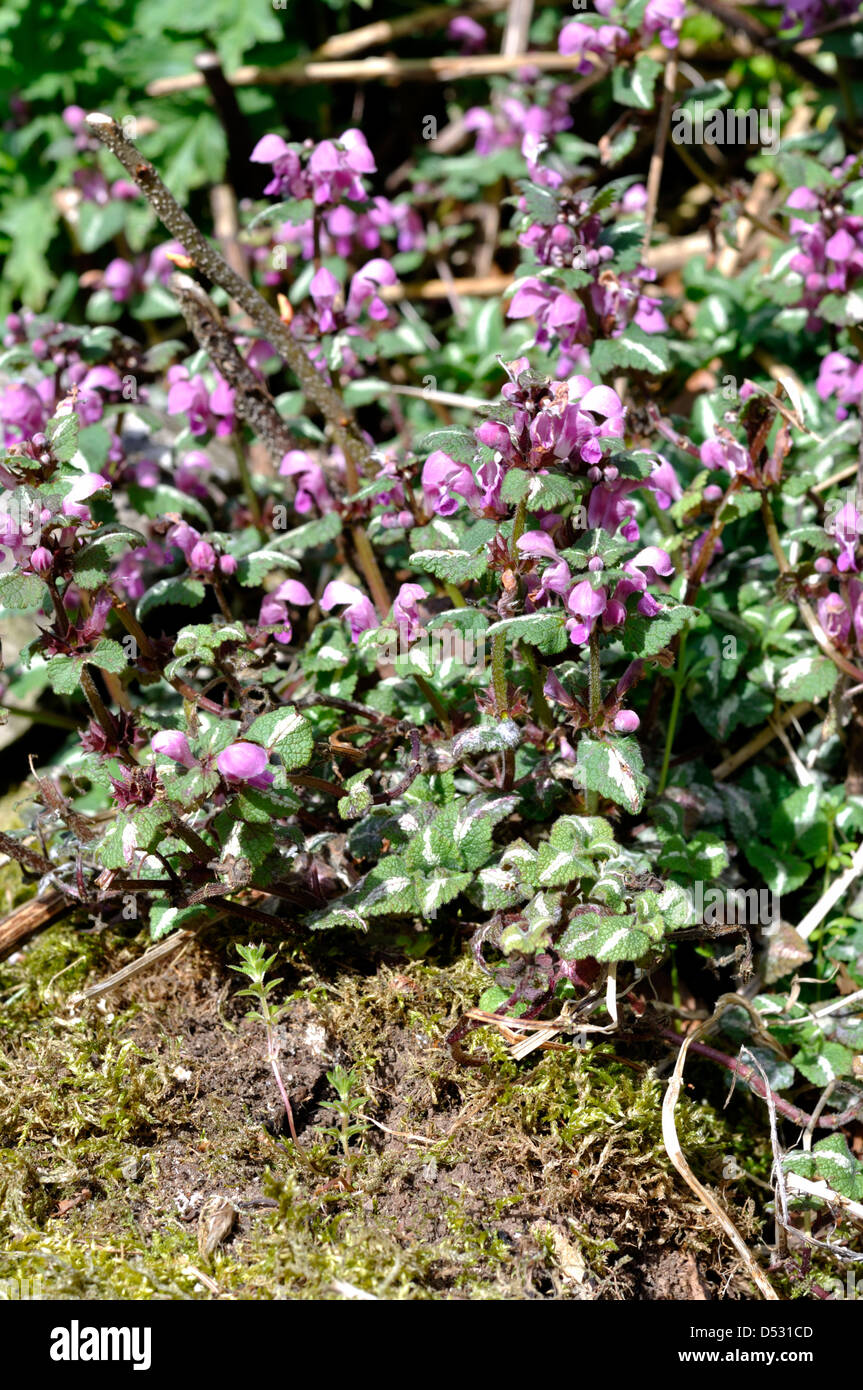 Variegated perennial groundcover plant hi-res stock photography and ...