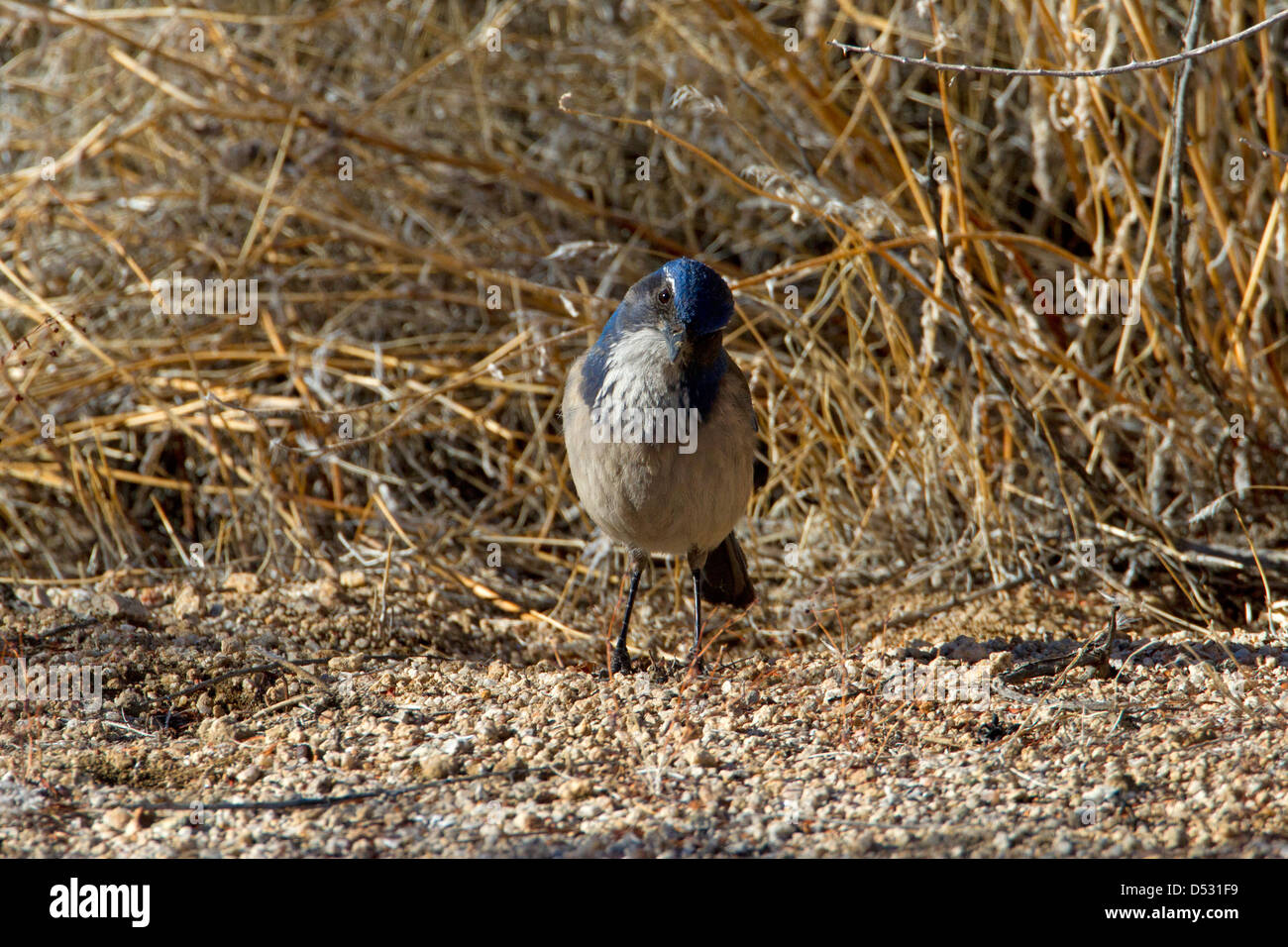 Western Scrub Jay (Aphelocoma californica) feeding on the ground at ...