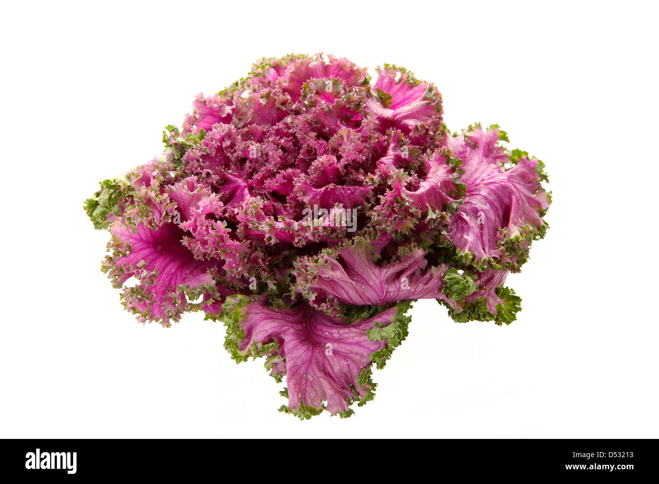 Kale on color background hi-res stock photography and images - Alamy