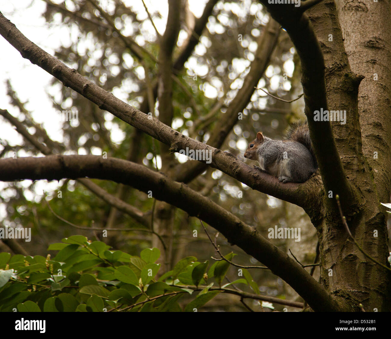 Sciurus carolinensis pest introduced vermin hi-res stock photography ...