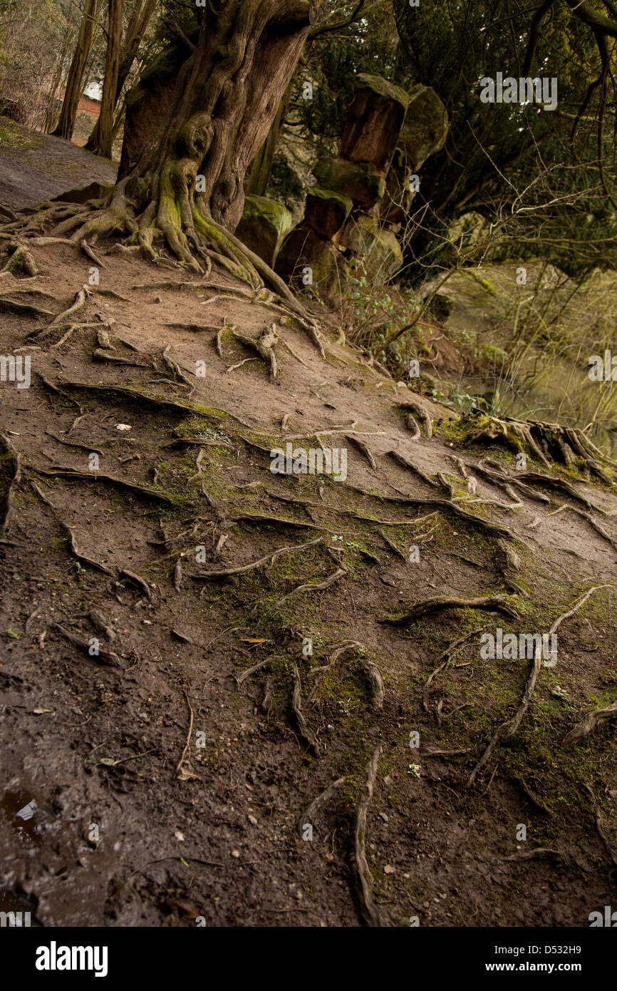 Tree roots erosion hi-res stock photography and images - Alamy