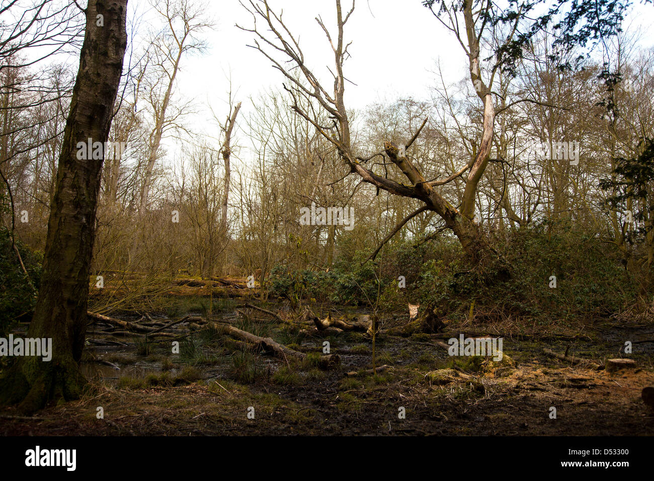 Bog woodland hi-res stock photography and images - Alamy