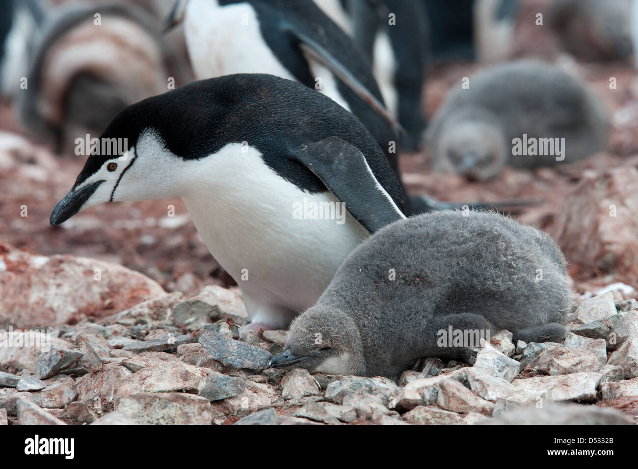 Chinstrap penguins and their young hi-res stock photography and images ...