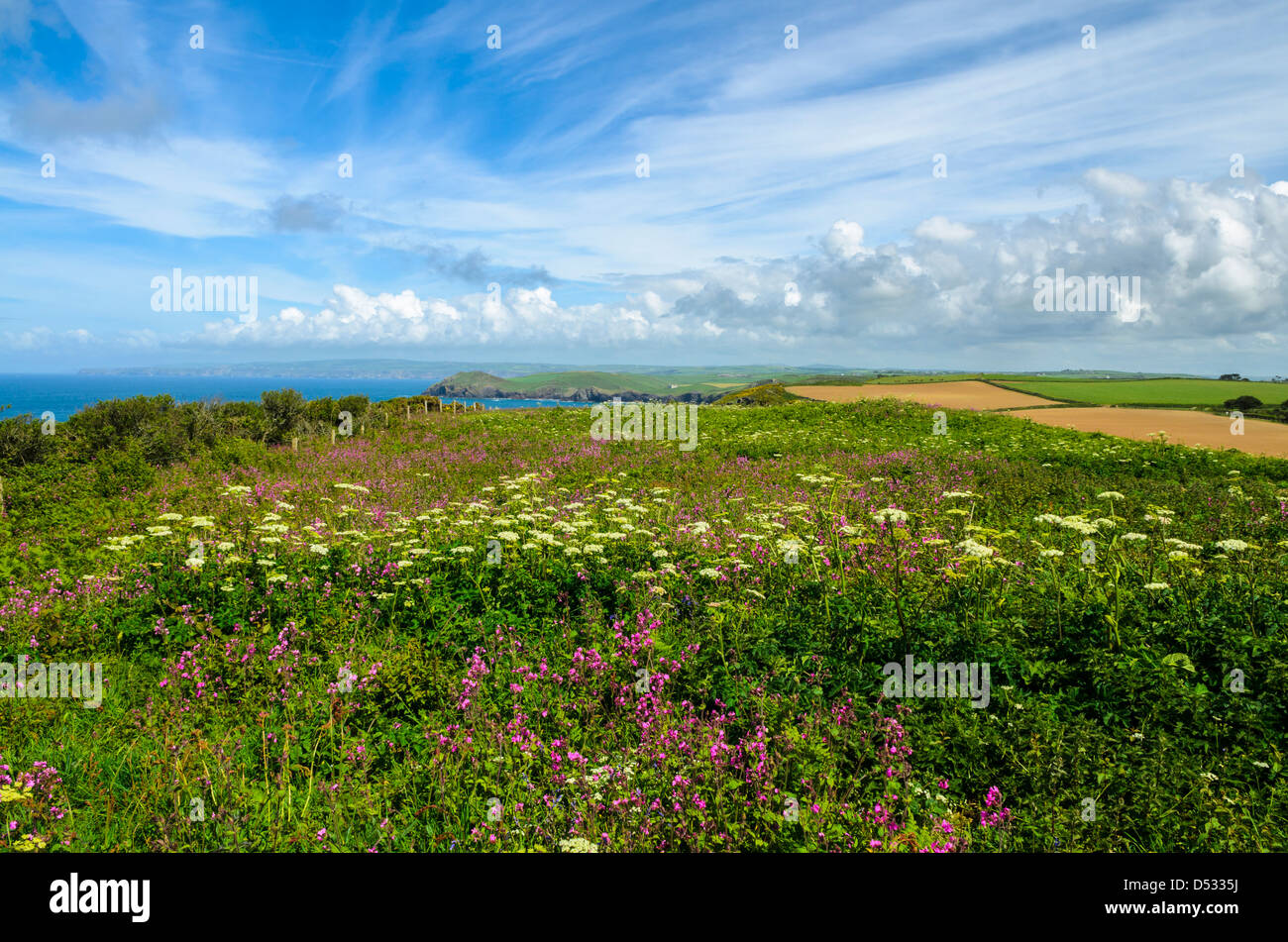 Red campion north cornwall coast hi-res stock photography and images ...