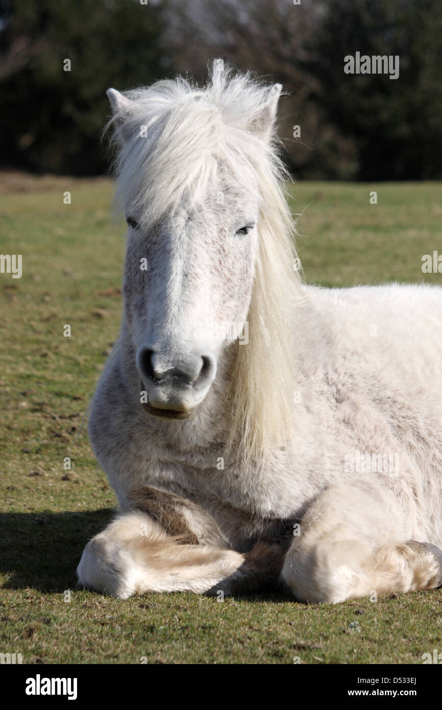 Lying pony hi-res stock photography and images - Alamy