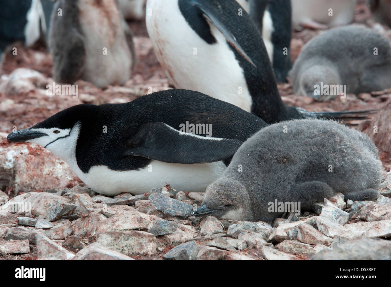 Chinstrap Penguin (Pygoscelis antarcticus) parent and chick. Hannah ...